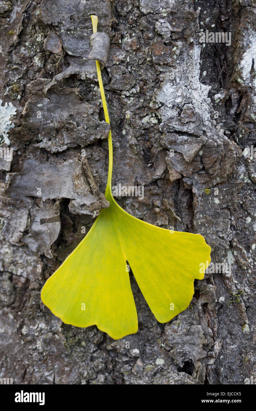 Ginkgo leaf hi-res stock photography and images - Alamy