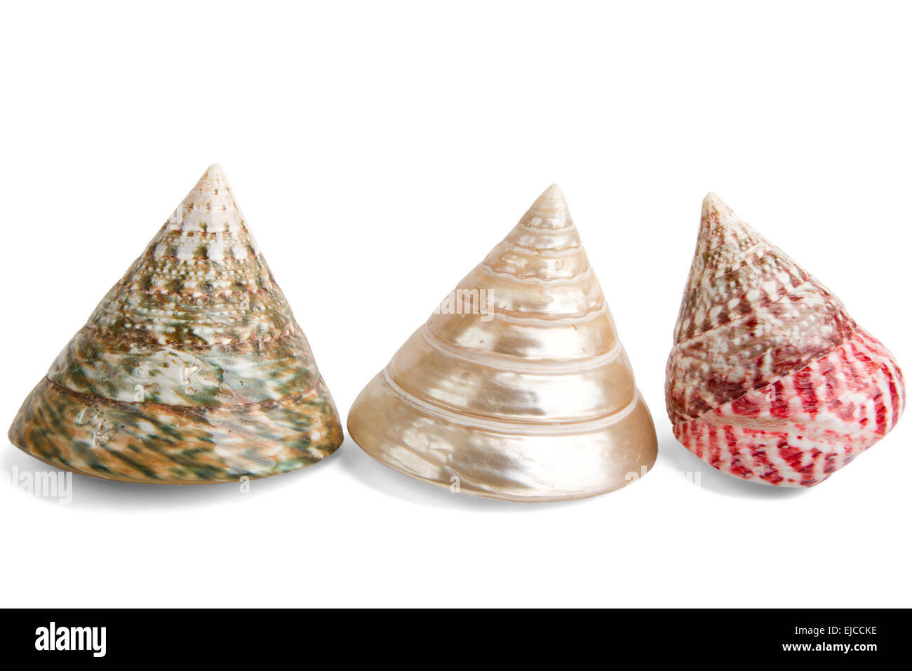 Colorful shells hi-res stock photography and images - Alamy