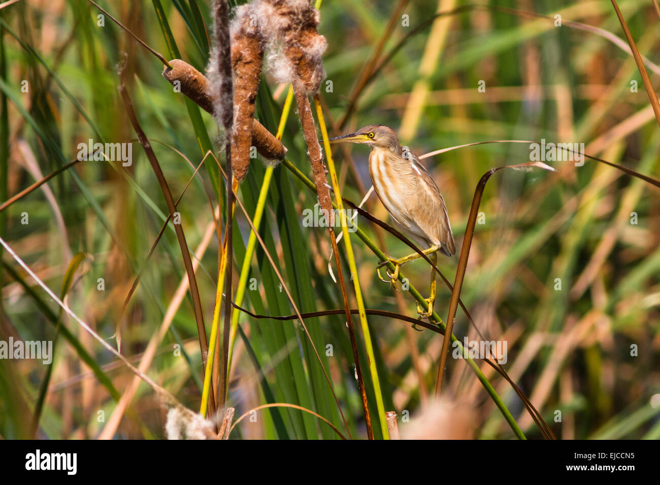 Yellow bittern ixobrychus sinensis hi-res stock photography and images ...