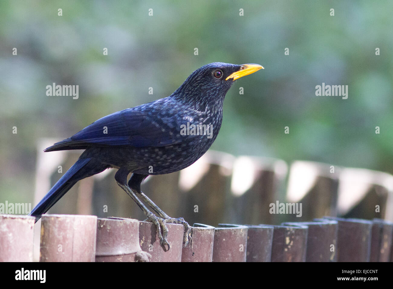 The blue thrush hi-res stock photography and images - Alamy