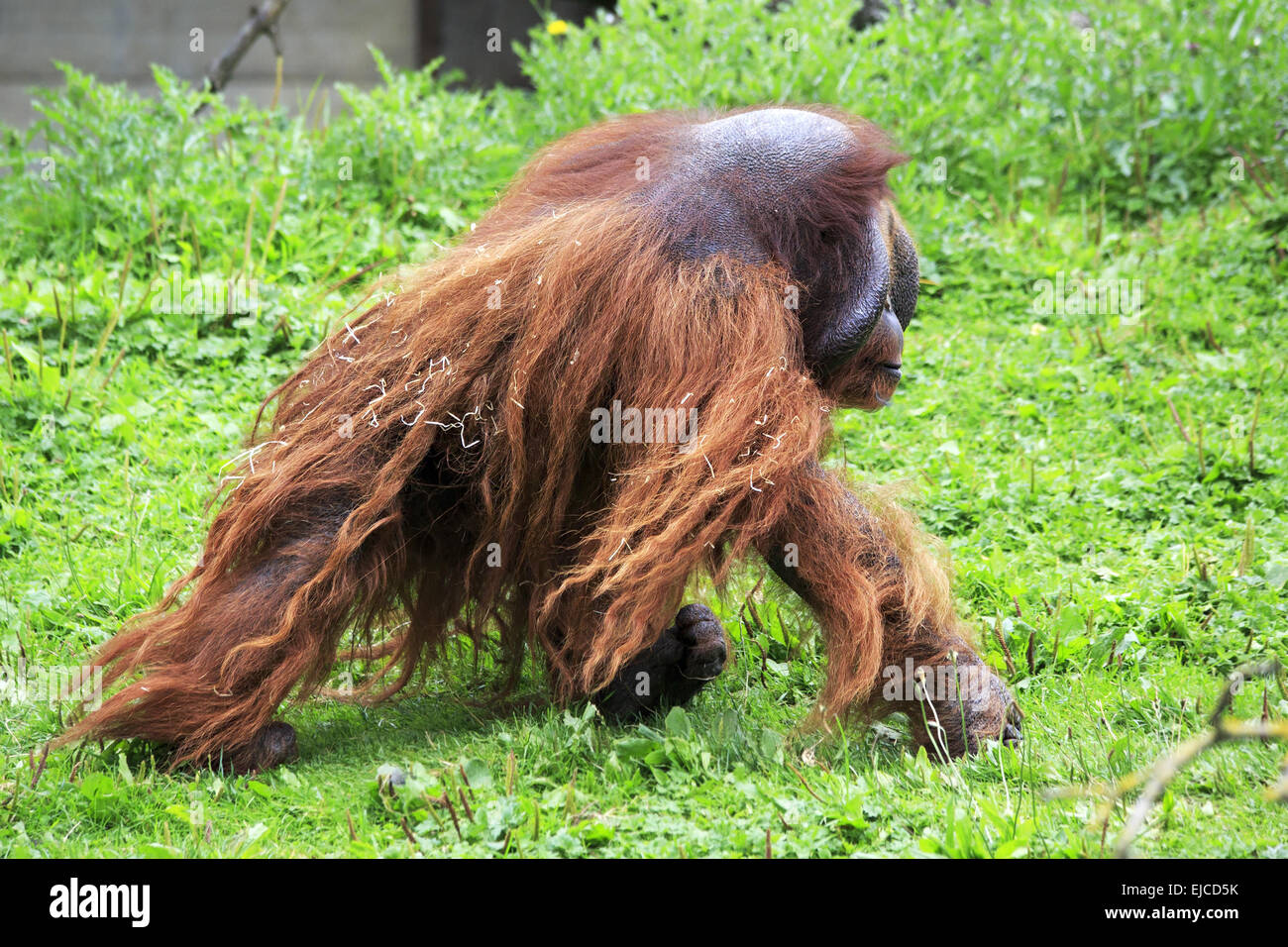 Male Bornean orangutan Stock Photo - Alamy