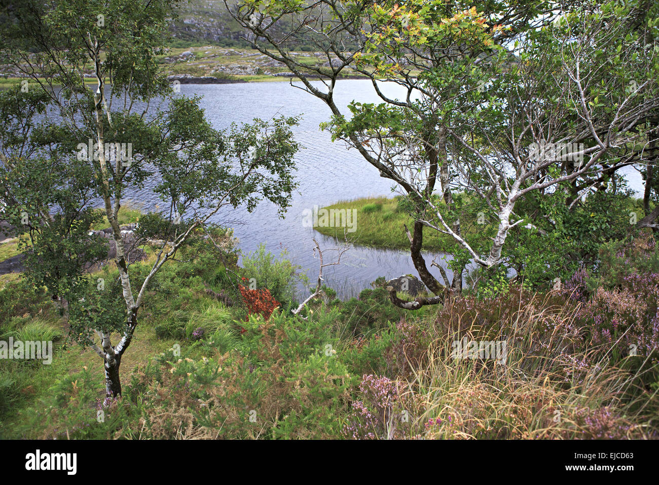 Beautiful vegetation hi-res stock photography and images - Alamy