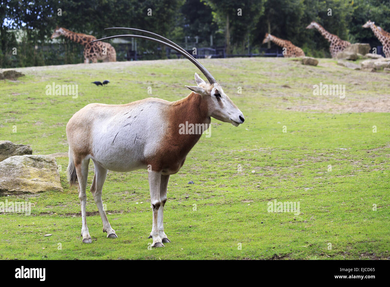 Scimitar horned oryx Stock Photo - Alamy