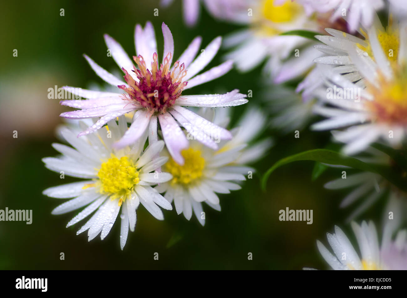 Garden autumn flower hi-res stock photography and images - Alamy