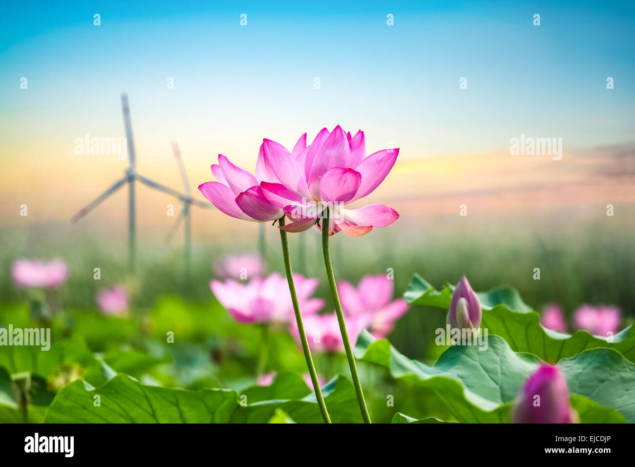lotus and wind turbine Stock Photo - Alamy