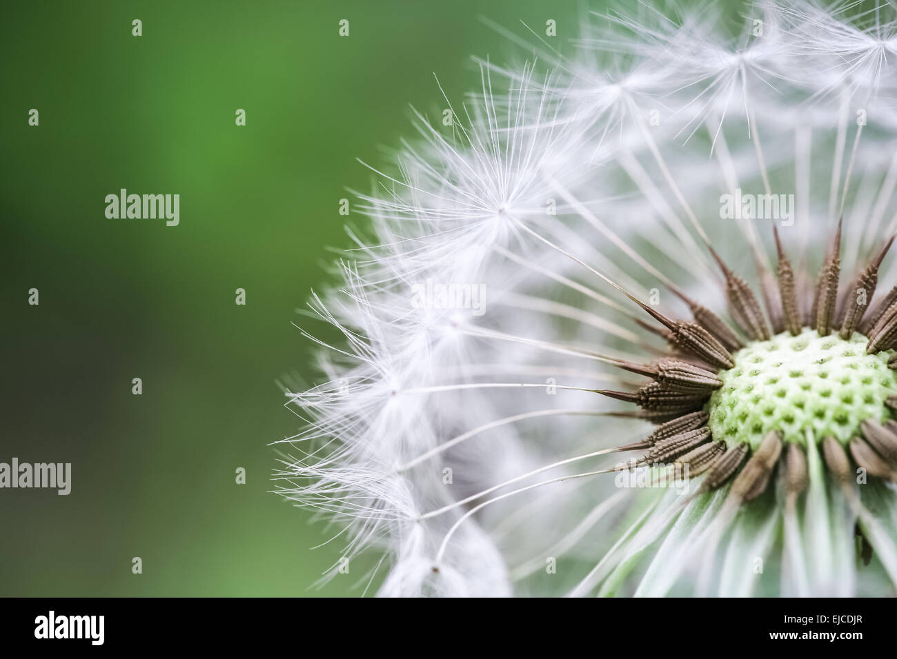 Closeup field flora dandelion hi-res stock photography and images - Alamy