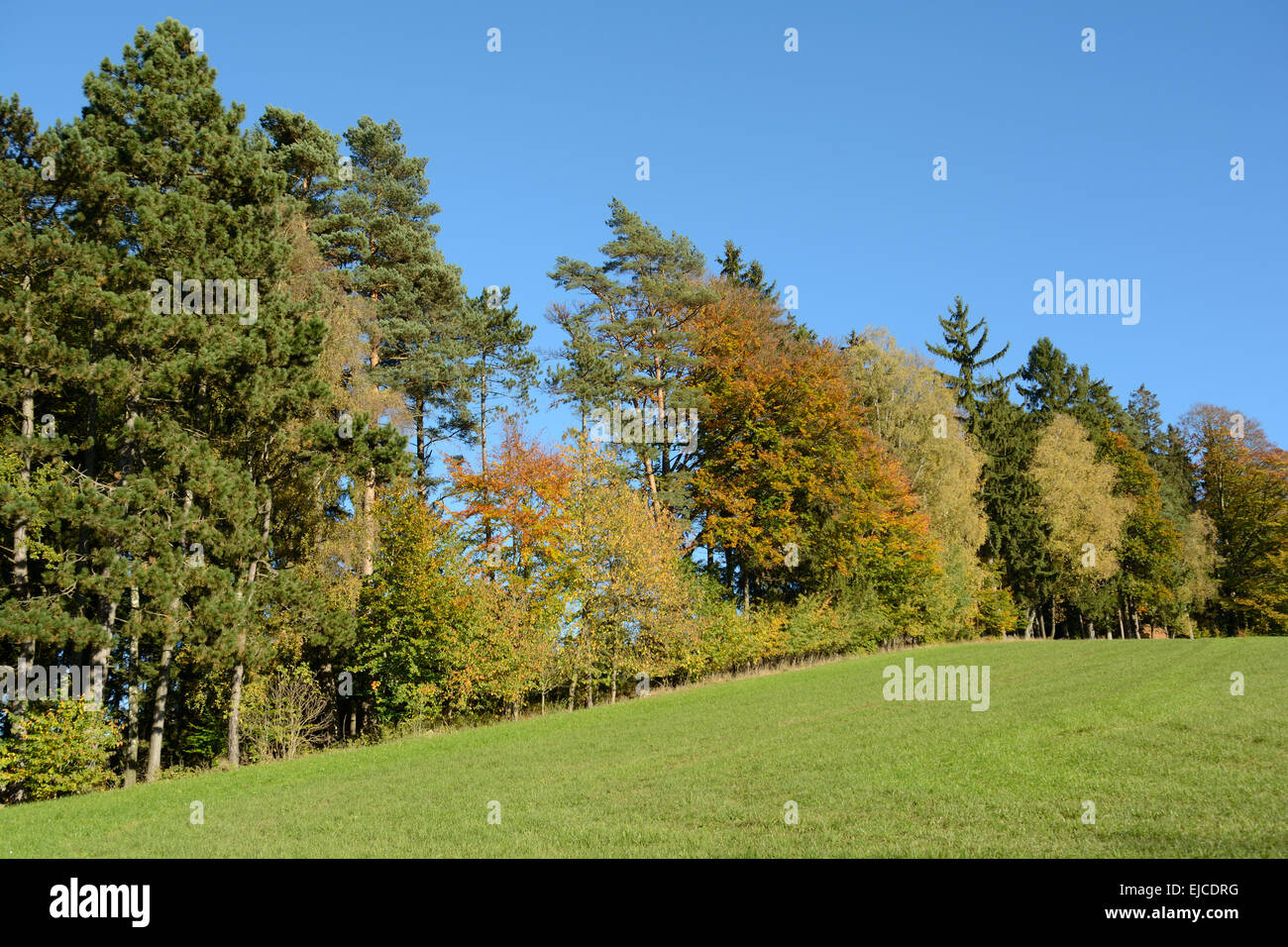Sunny mixed forest hi-res stock photography and images - Alamy