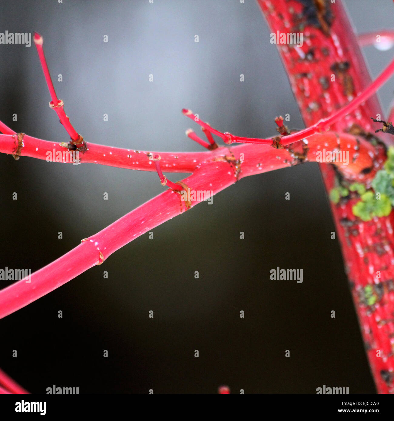 Beautiful japanese maple acer hi-res stock photography and images - Alamy