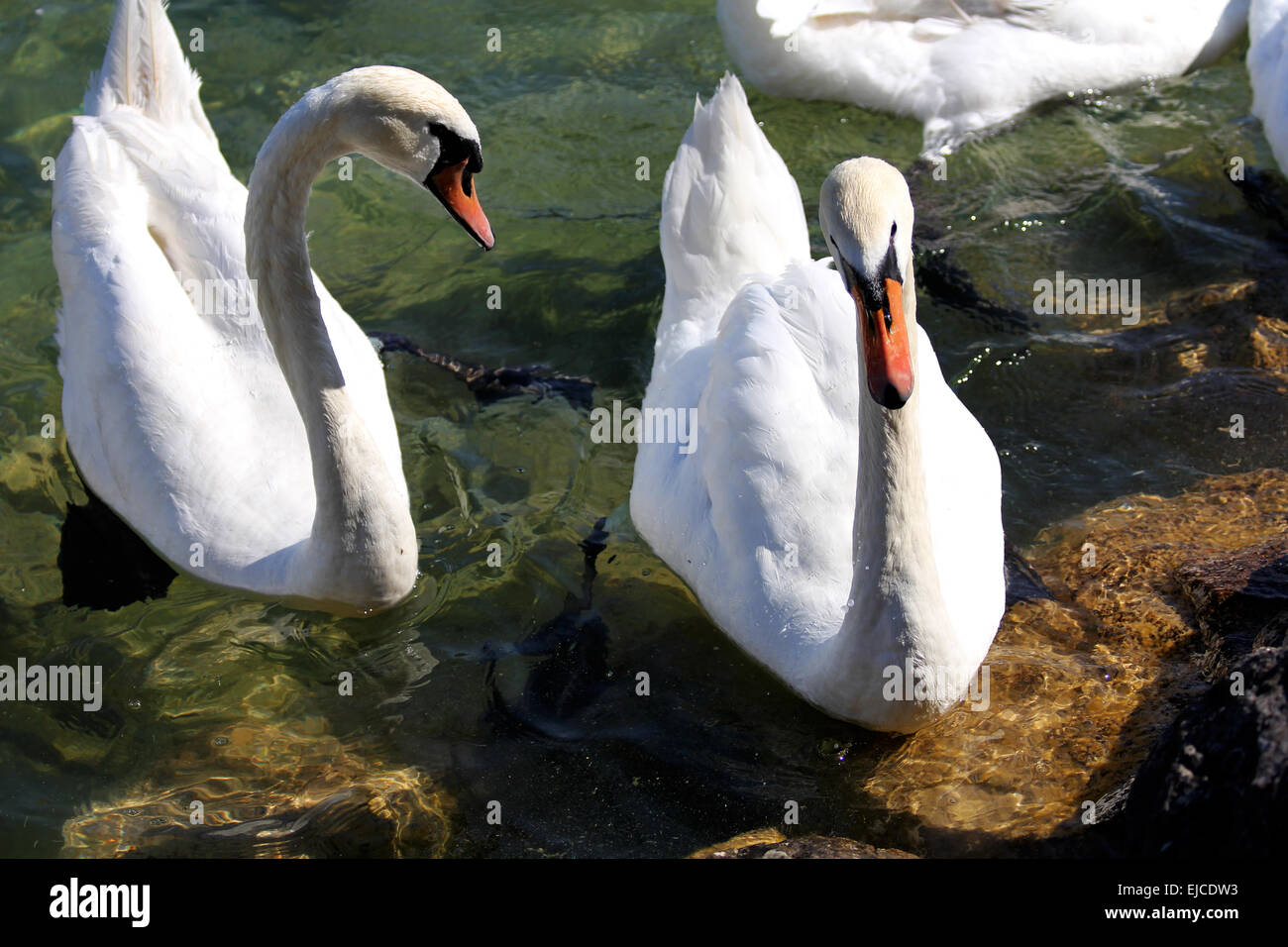 Austria swans on lake hi-res stock photography and images - Alamy