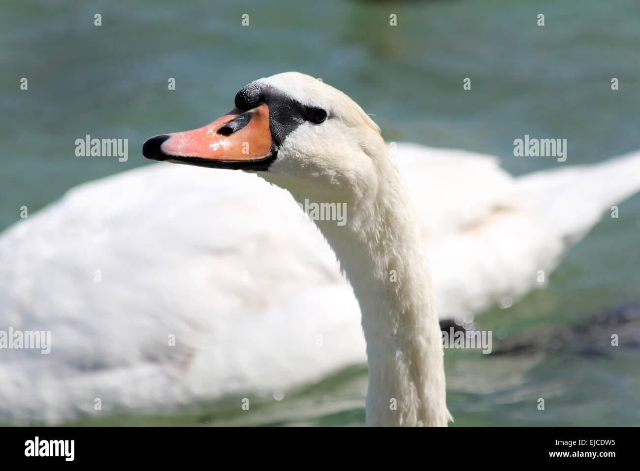 Head swan hi-res stock photography and images - Alamy