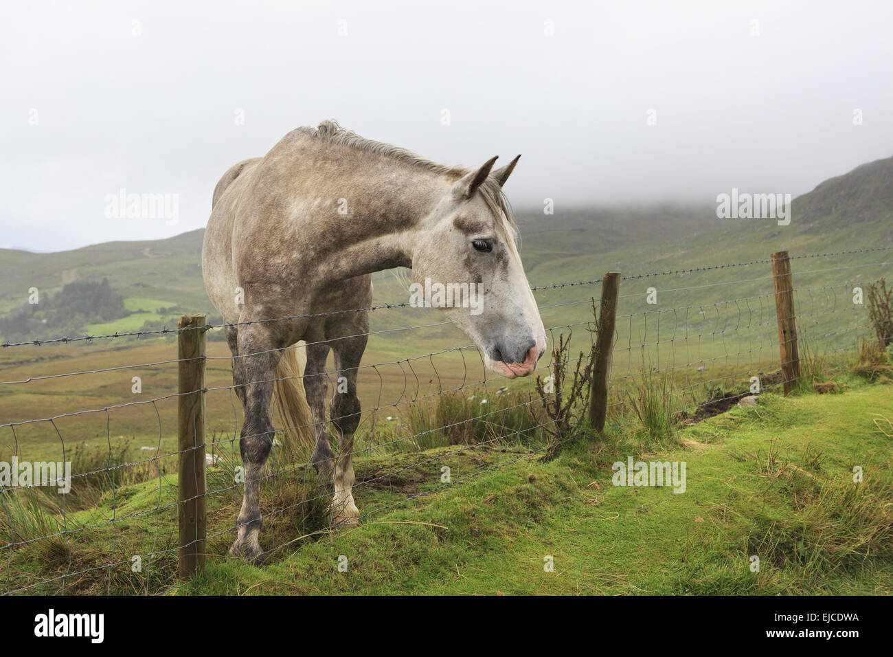 Horse behind fence hi-res stock photography and images - Alamy