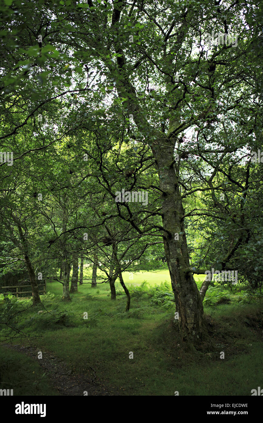 Deciduous forest ireland hi-res stock photography and images - Alamy
