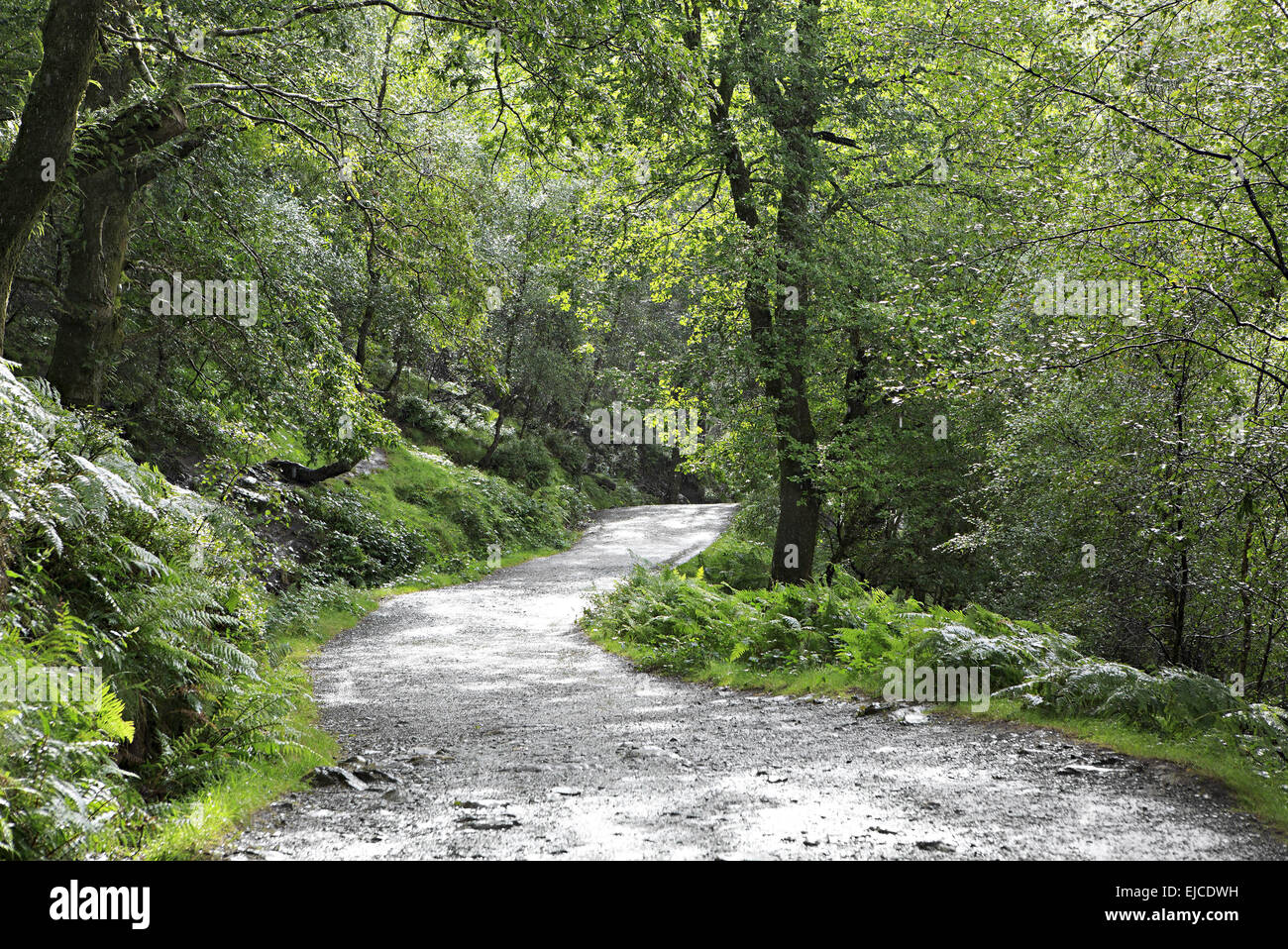 Rain in the forest Stock Photo - Alamy