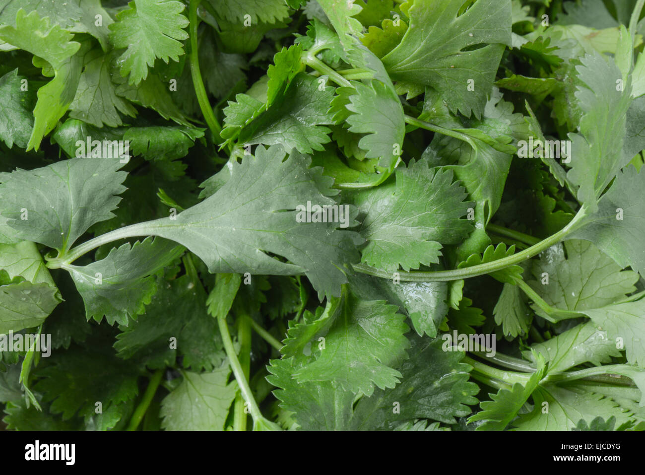 Cilantro Close Up Stock Photo - Alamy