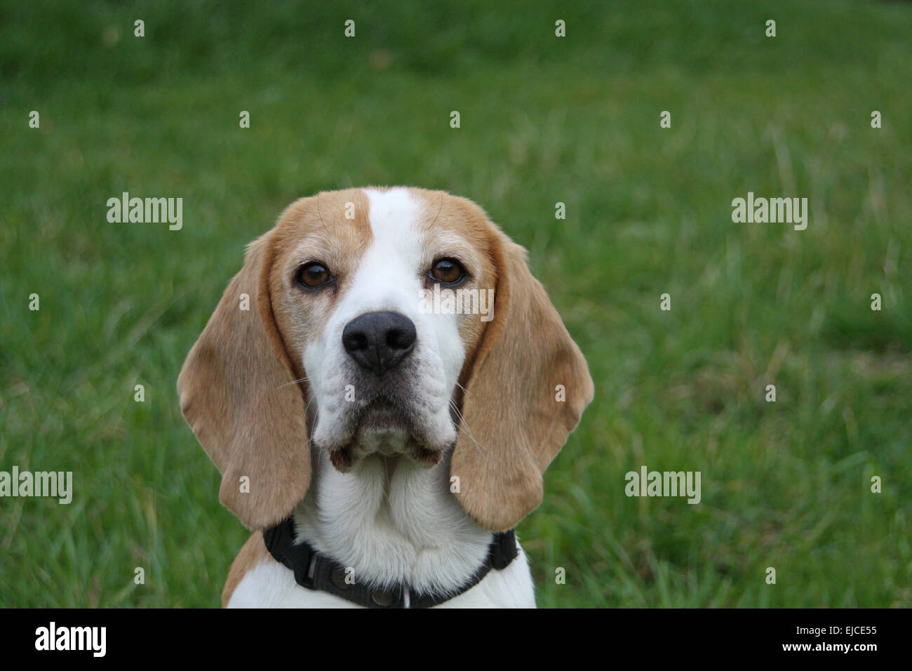 Beagle hi-res stock photography and images - Alamy
