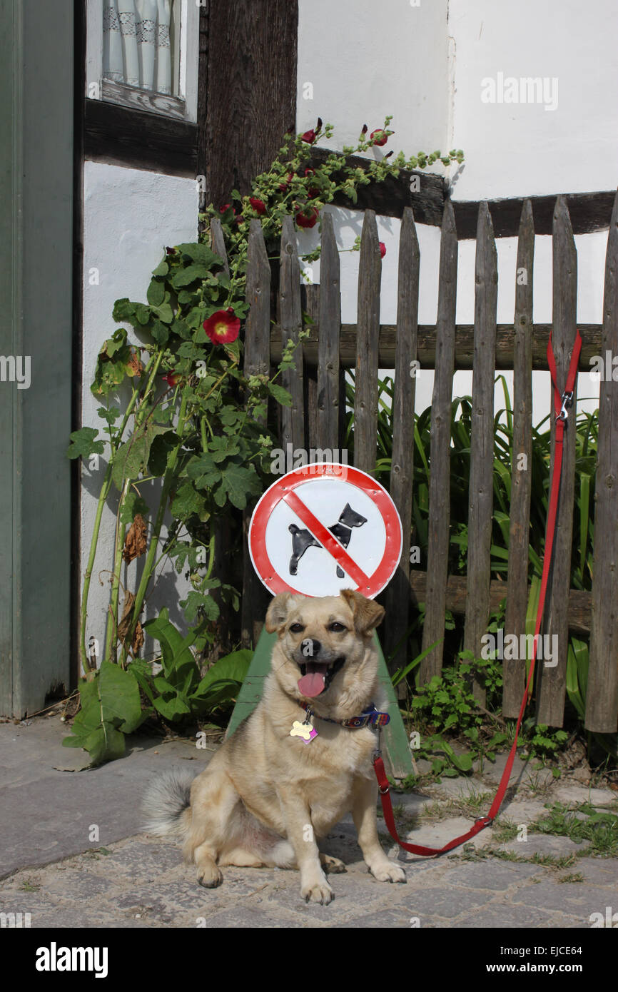 sign with dog Stock Photo - Alamy