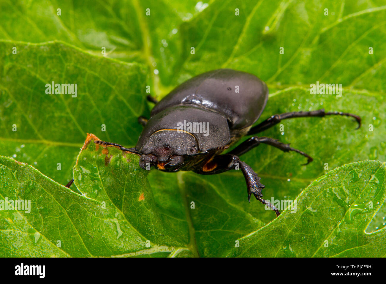 Female stag beetle hi-res stock photography and images - Alamy