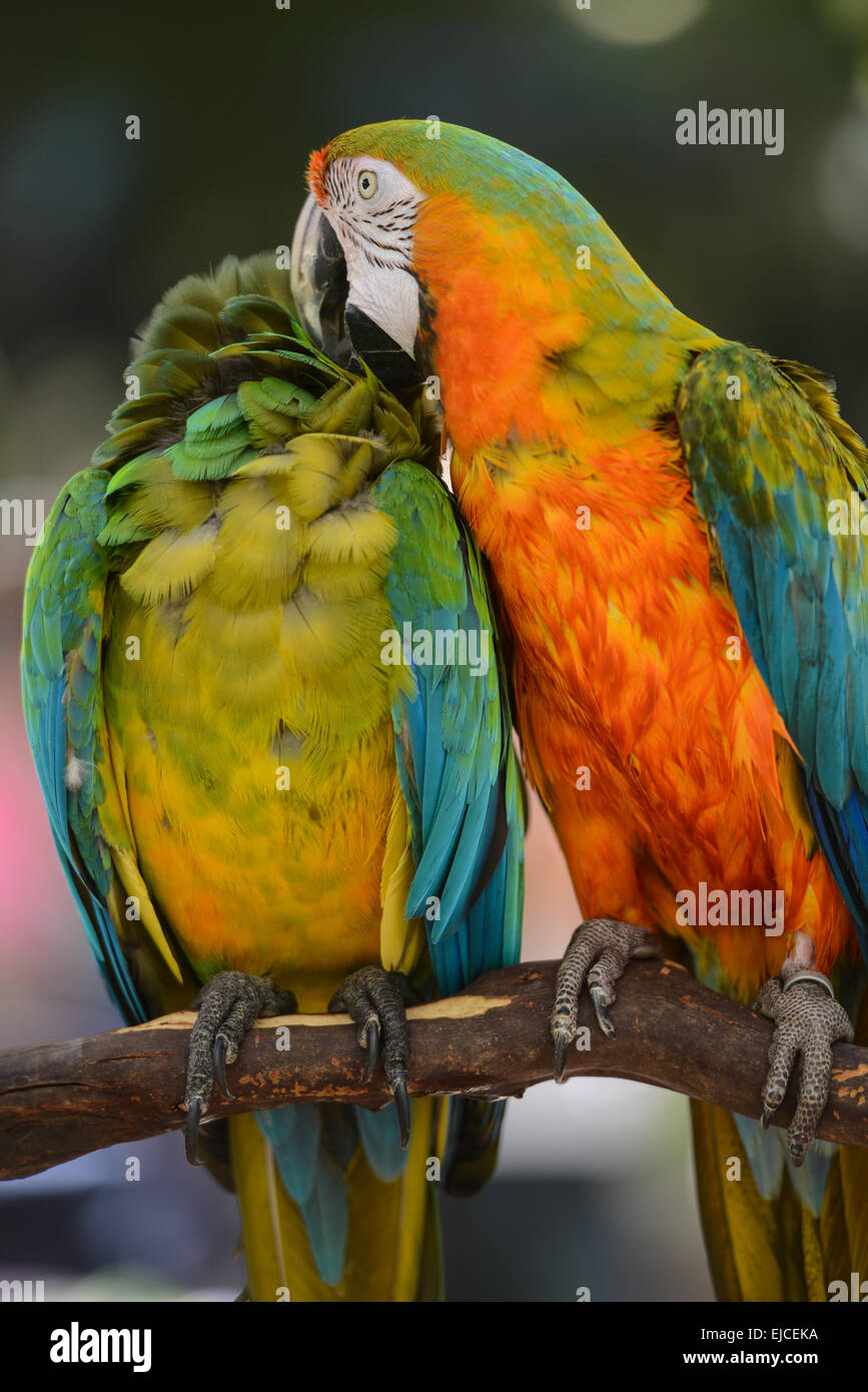 Colorful macaws hi-res stock photography and images - Alamy