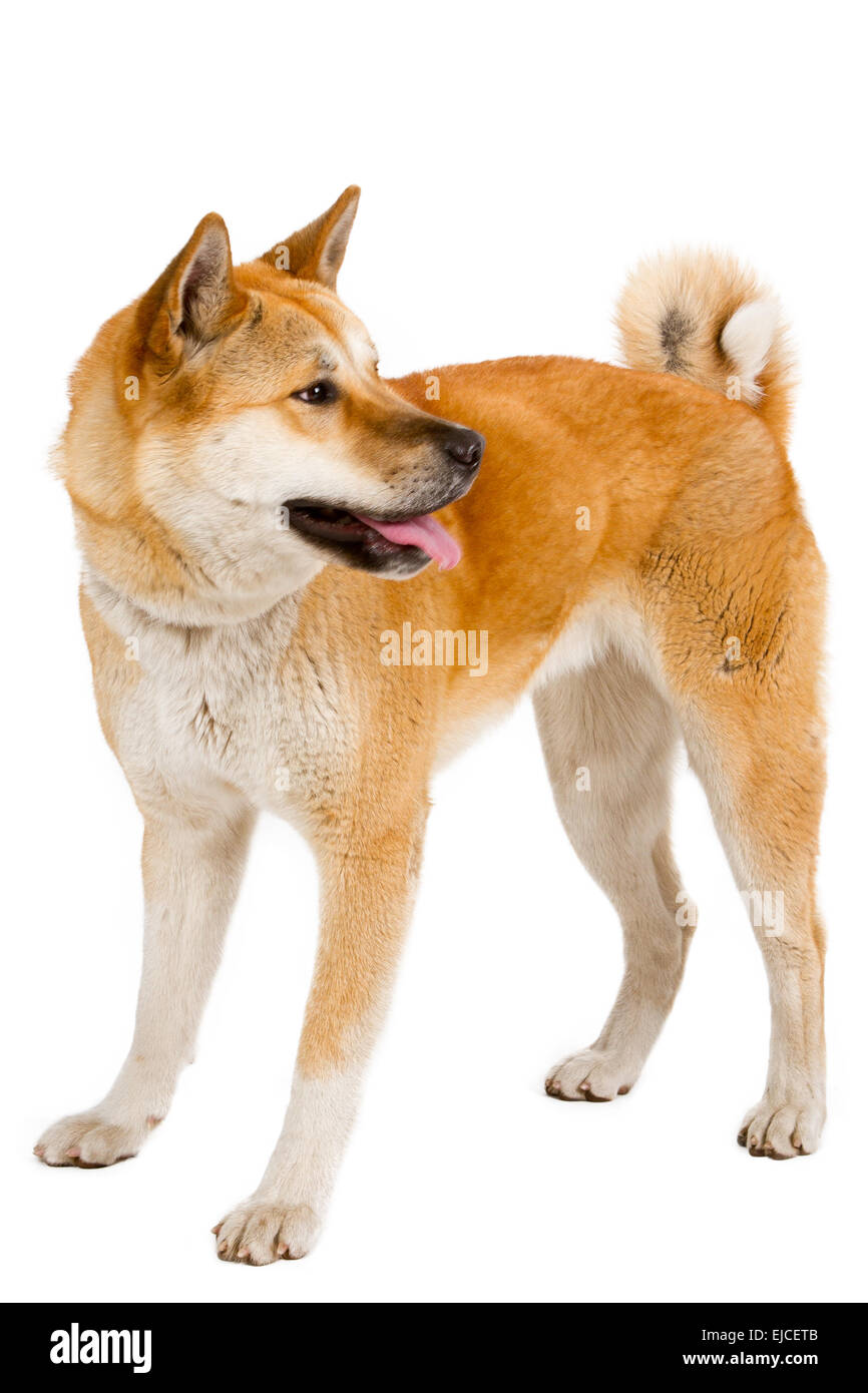 Akita head shot hi-res stock photography and images - Alamy