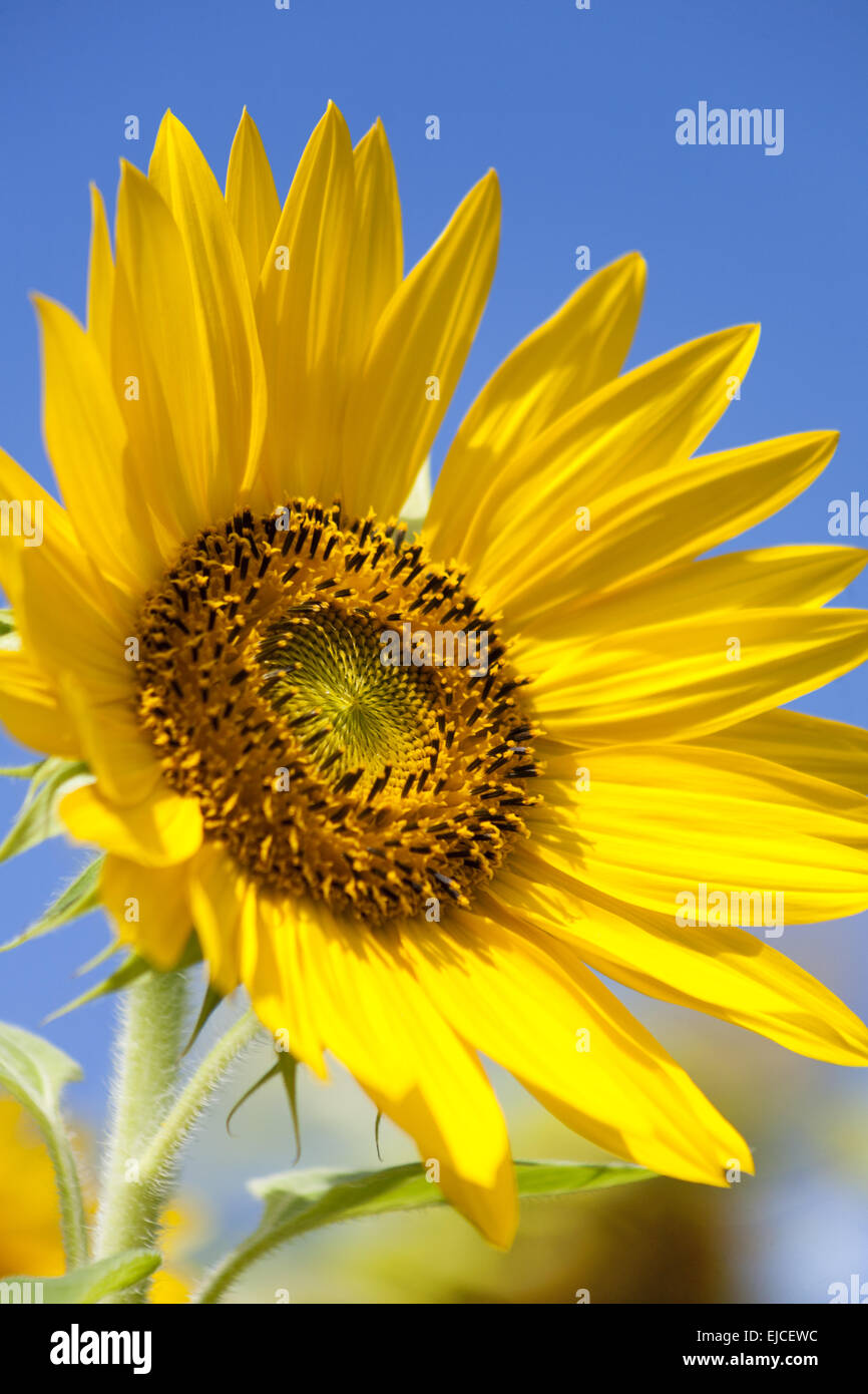 Helianthus pflanze hi-res stock photography and images - Alamy