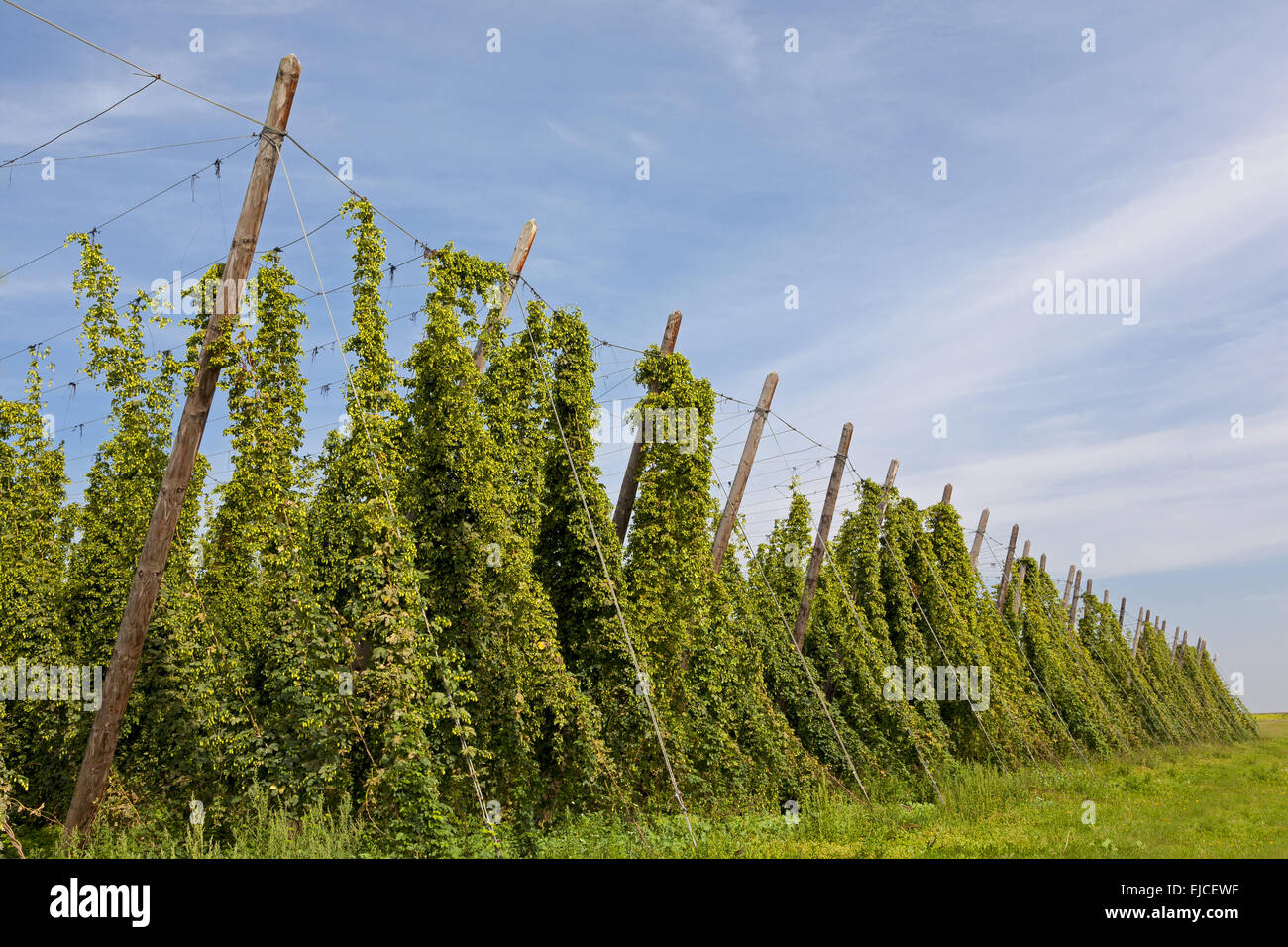 Hop field, hops (Humulus Stock Photo - Alamy