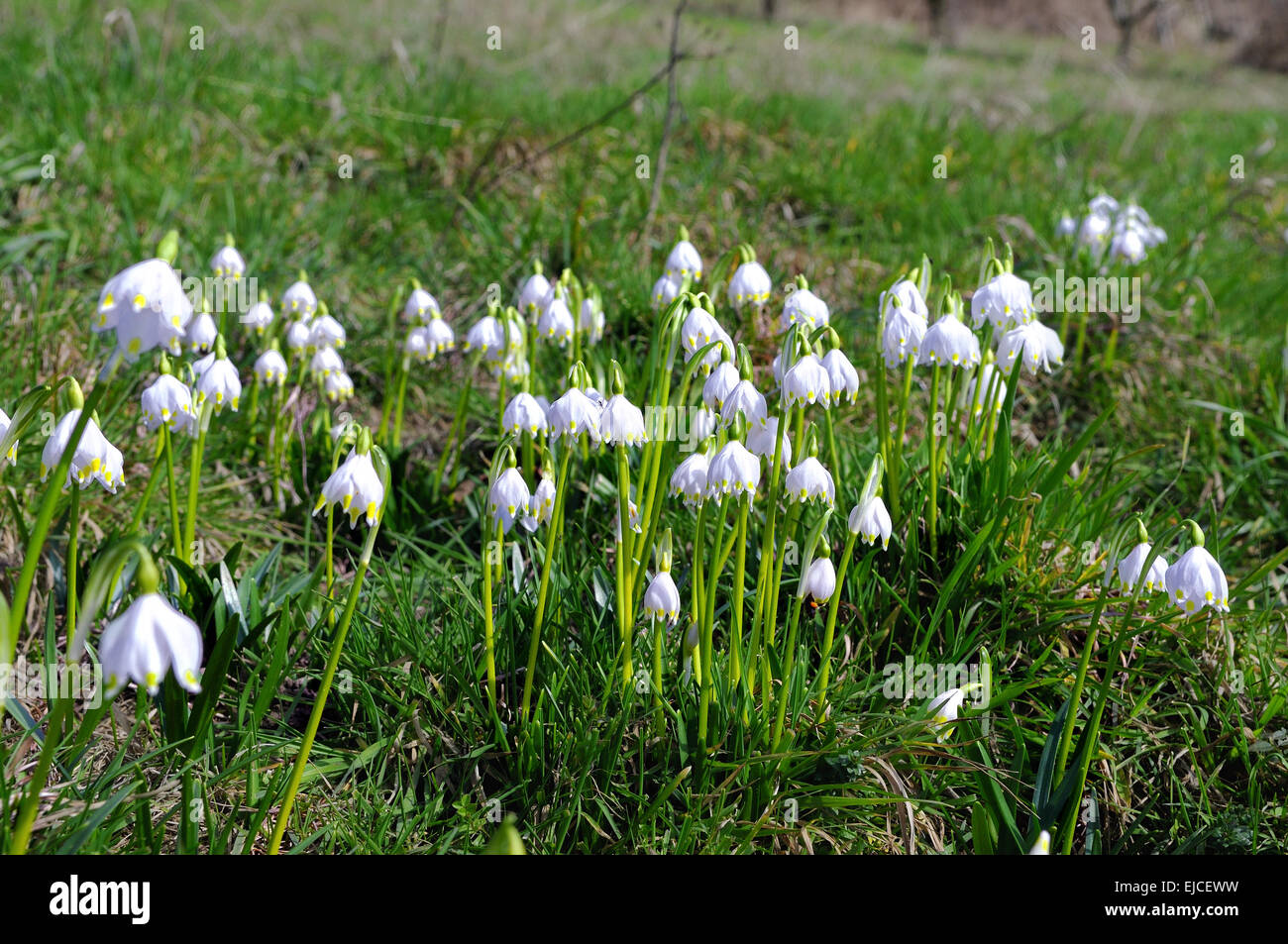 March bells hi-res stock photography and images - Alamy