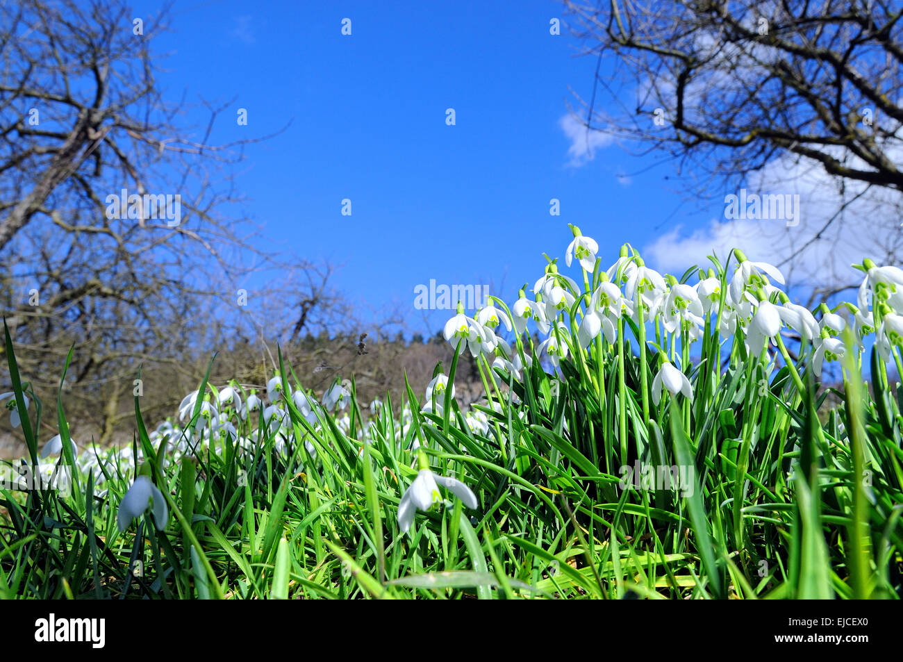 spring Stock Photo - Alamy