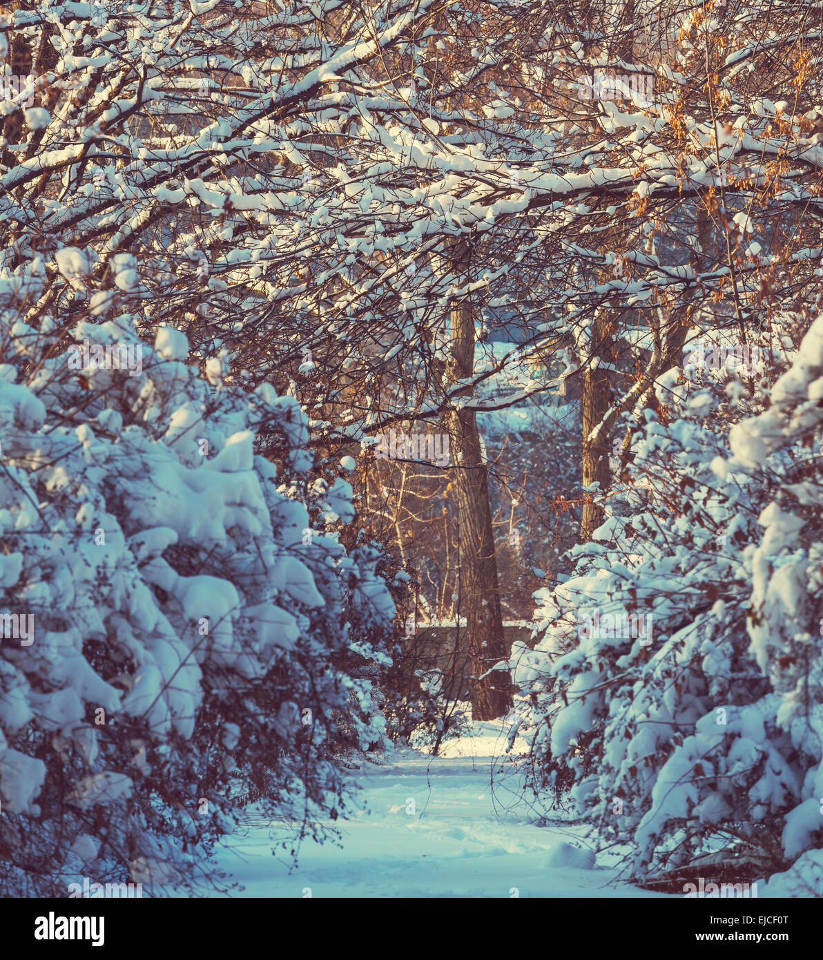 Winter in park Stock Photo - Alamy