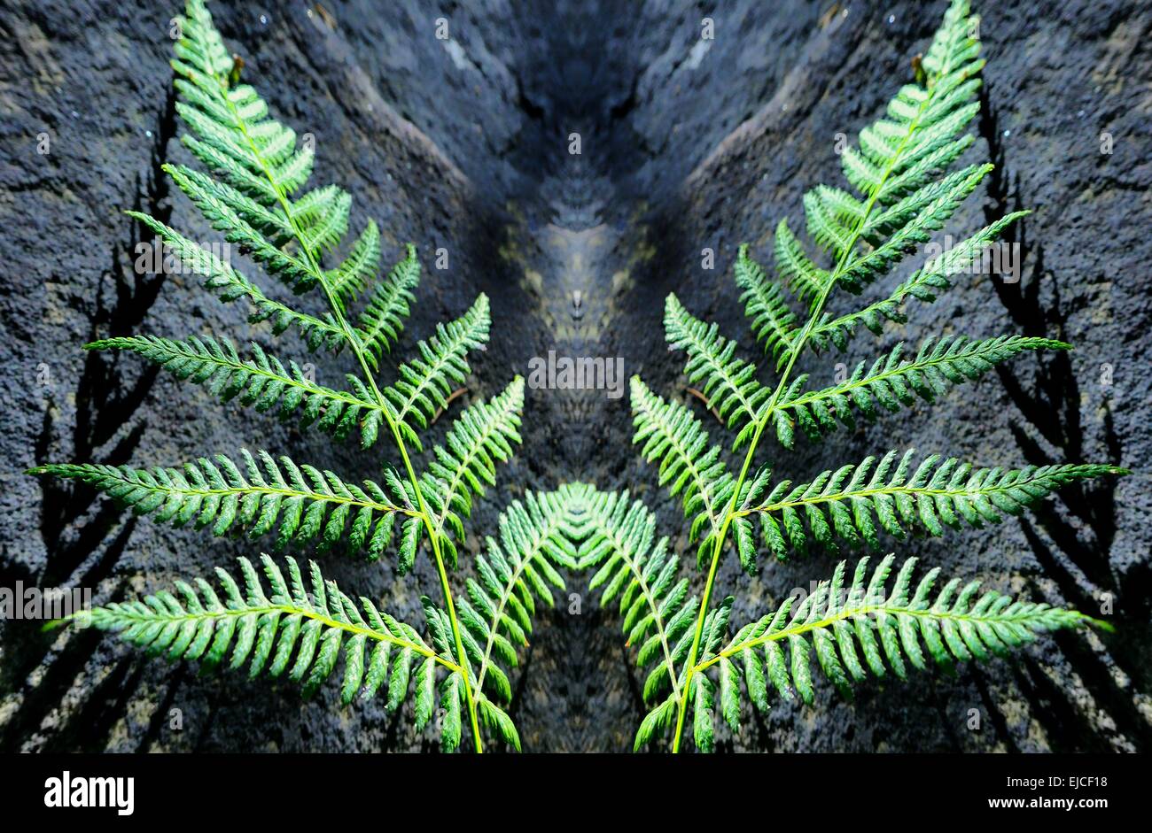 Species of ferns hi-res stock photography and images - Alamy