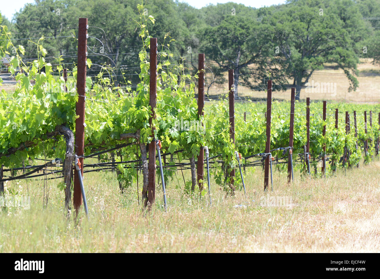 Grapevines in California Stock Photo - Alamy