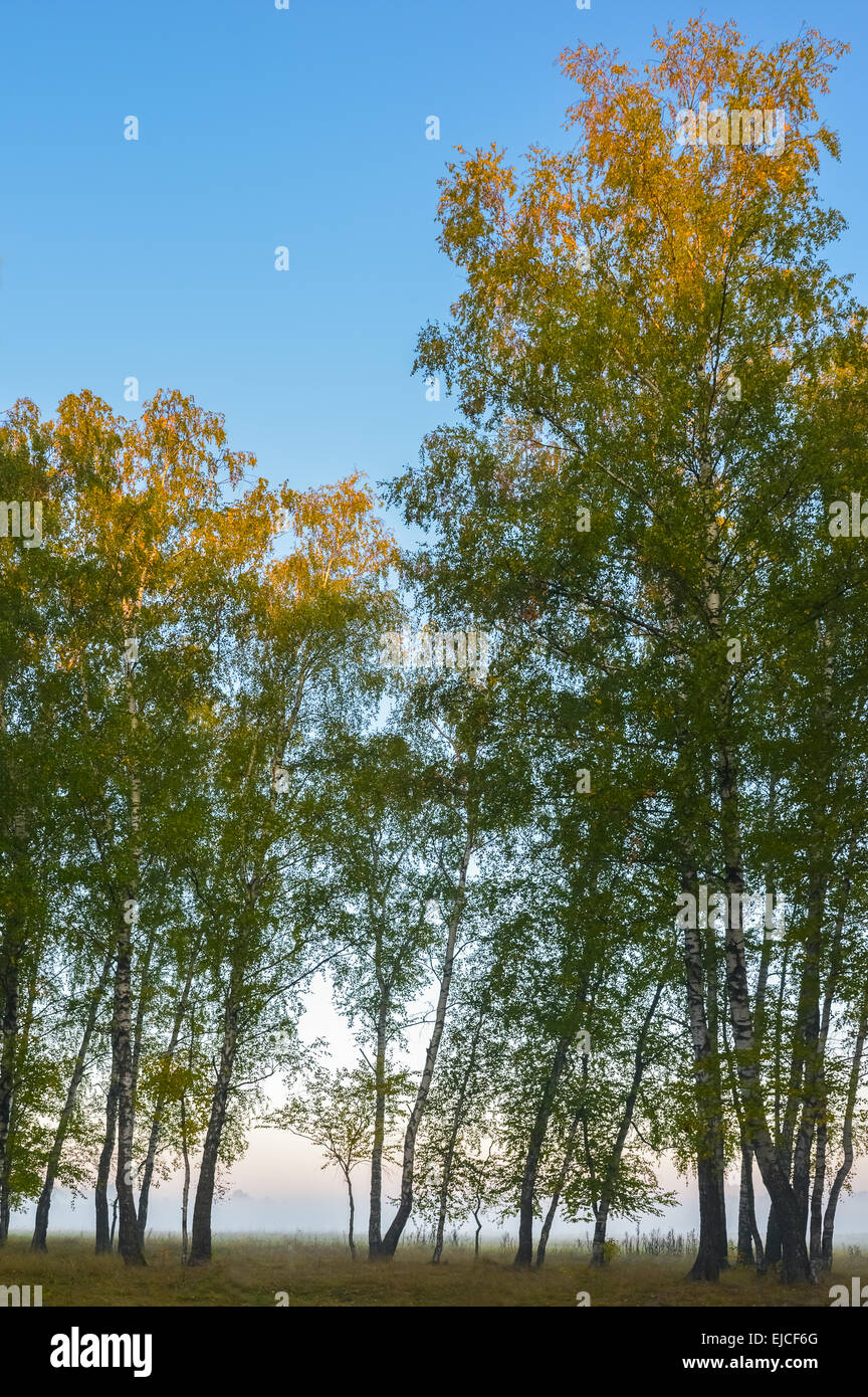 Russian birch hi-res stock photography and images - Alamy