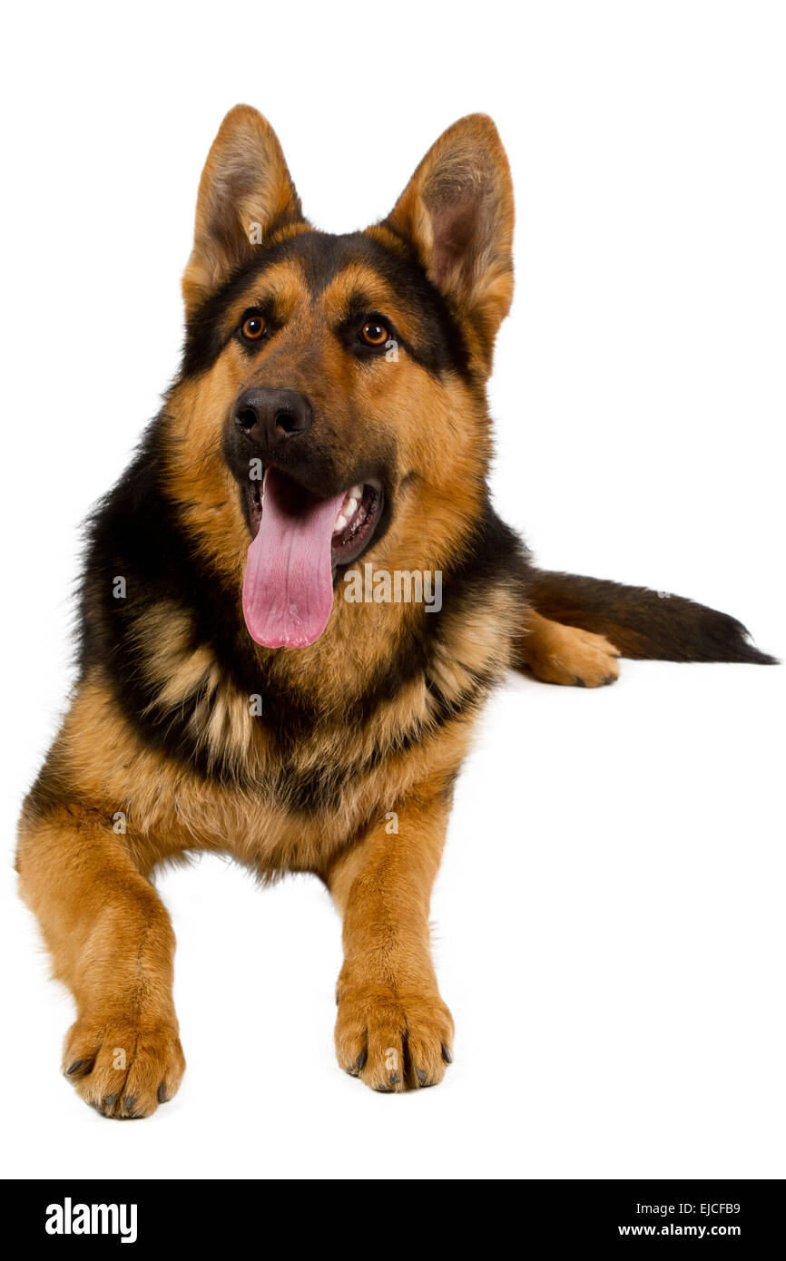 Furry german shepherd Cut Out Stock Images & Pictures - Alamy