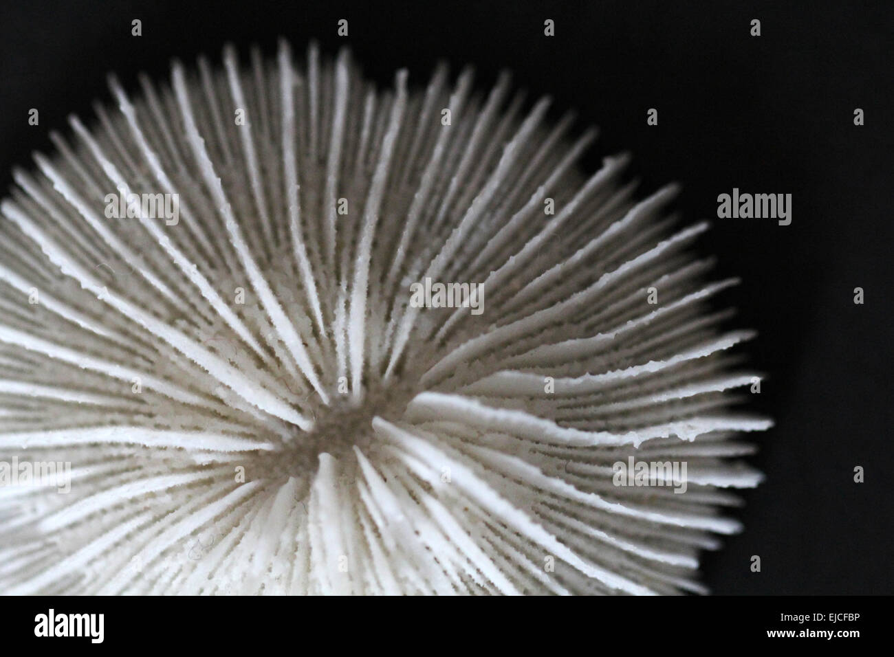 Mushroom fungia skeleton hi-res stock photography and images - Alamy