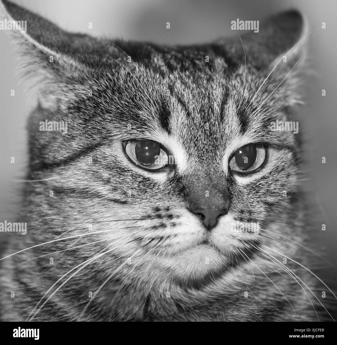Kitty cat face portrait Black and White Stock Photos & Images - Alamy