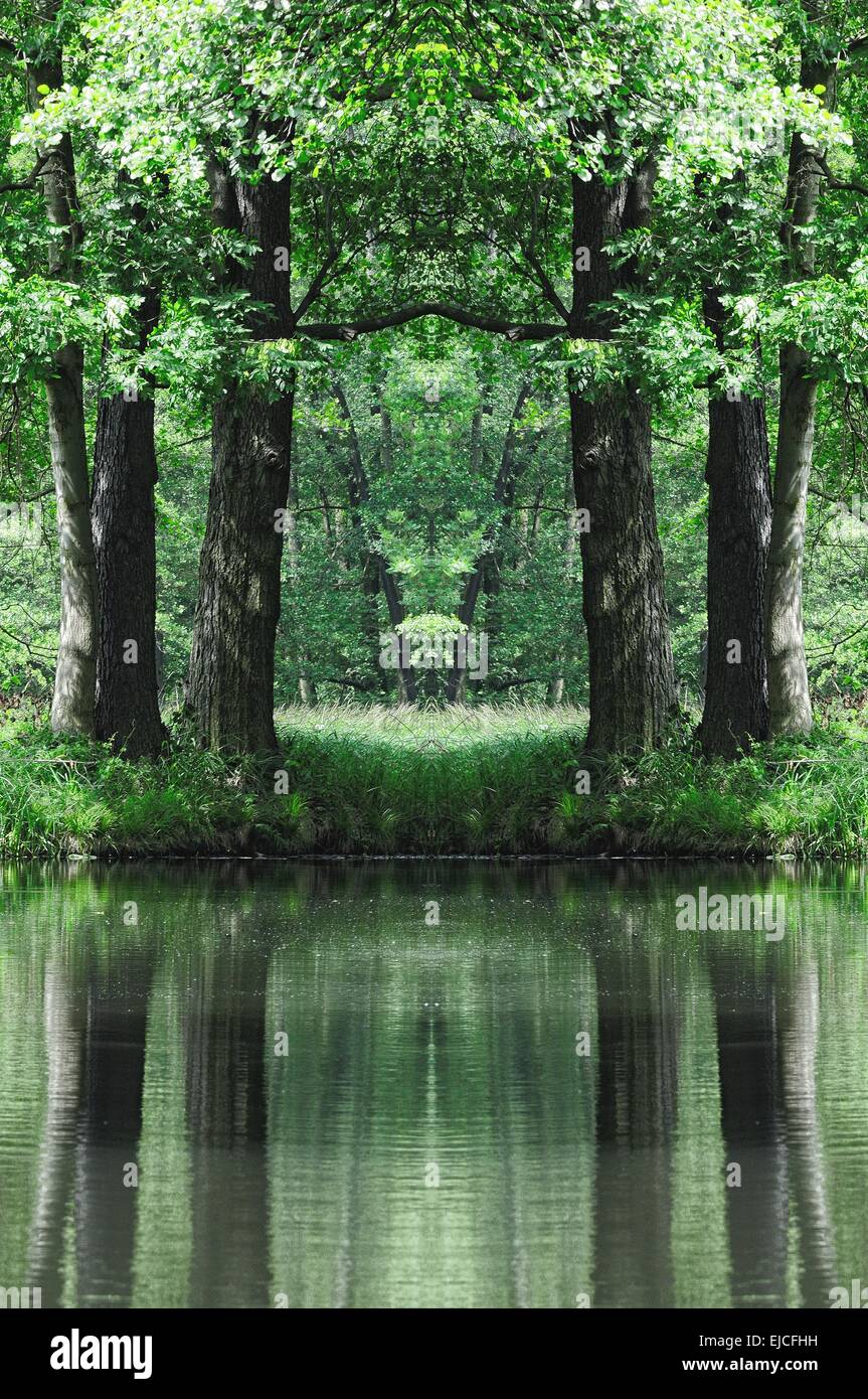 two by two groups of trees Stock Photo - Alamy