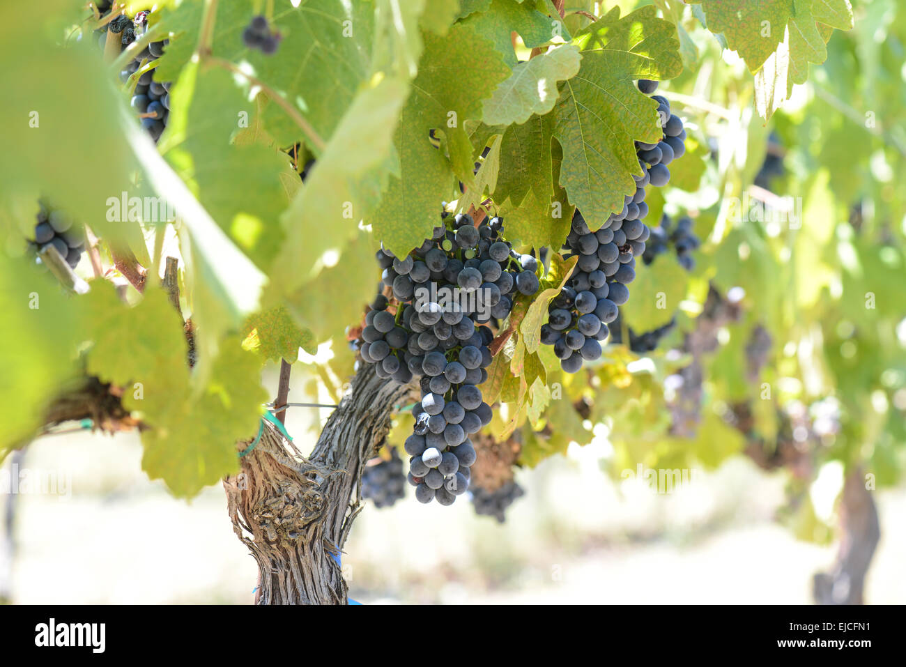 Red Wine Grapes on the Grapevine Stock Photo - Alamy