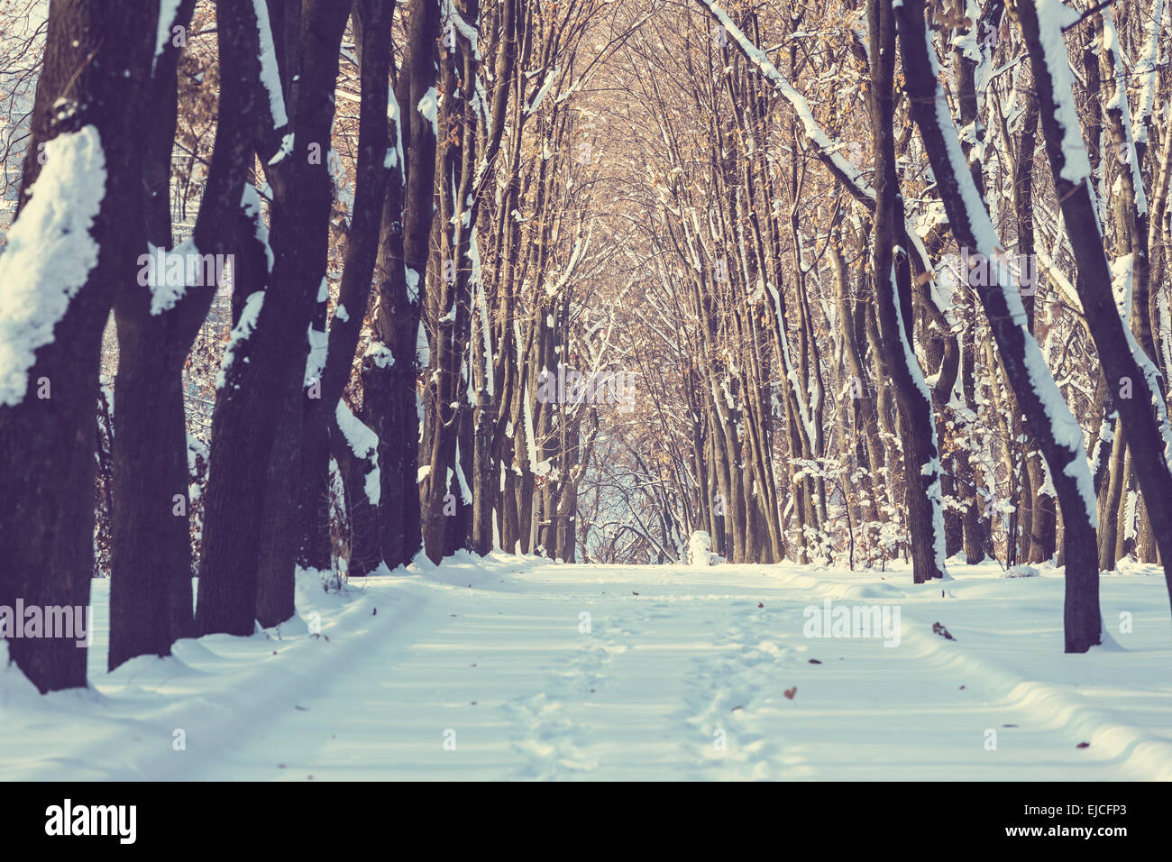 Winter in park Stock Photo - Alamy