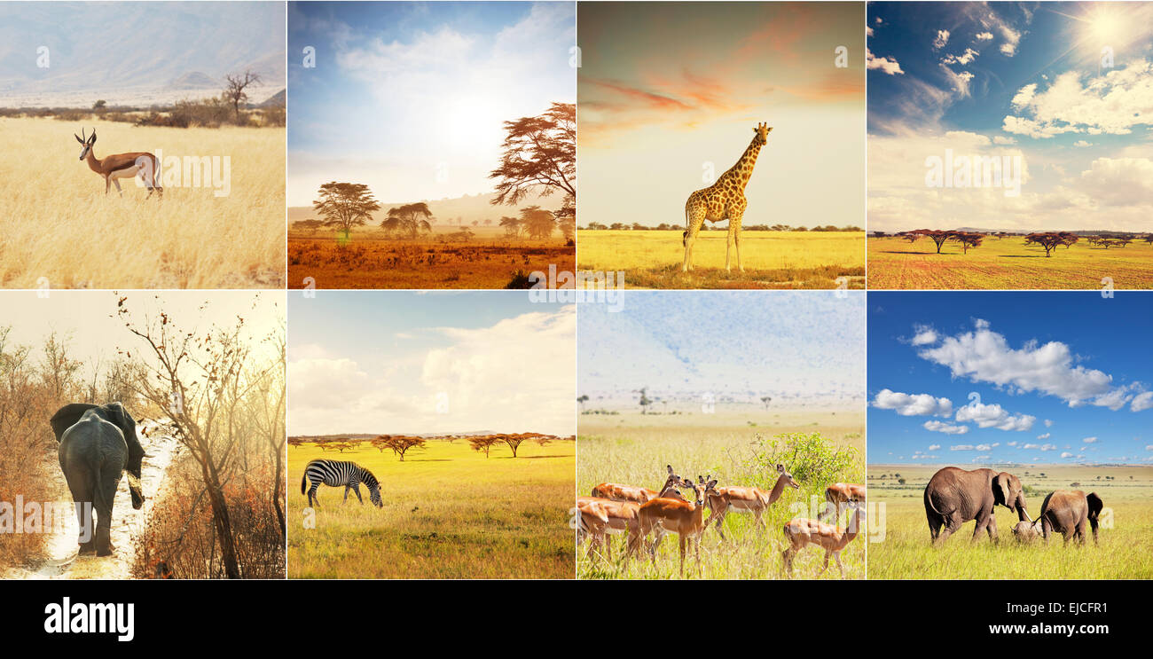 African wild animals safari collage hi-res stock photography and images ...