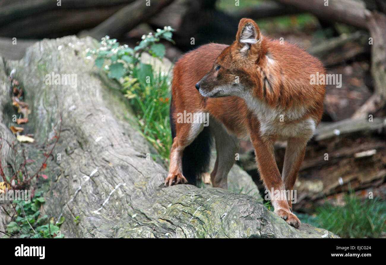 Indian dhole hi-res stock photography and images - Alamy