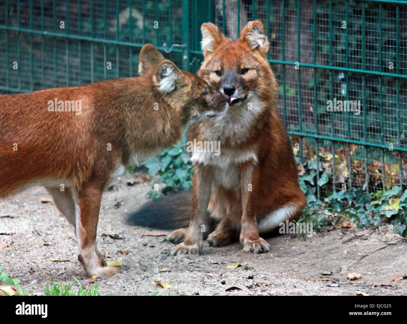 Dhole hi-res stock photography and images - Alamy