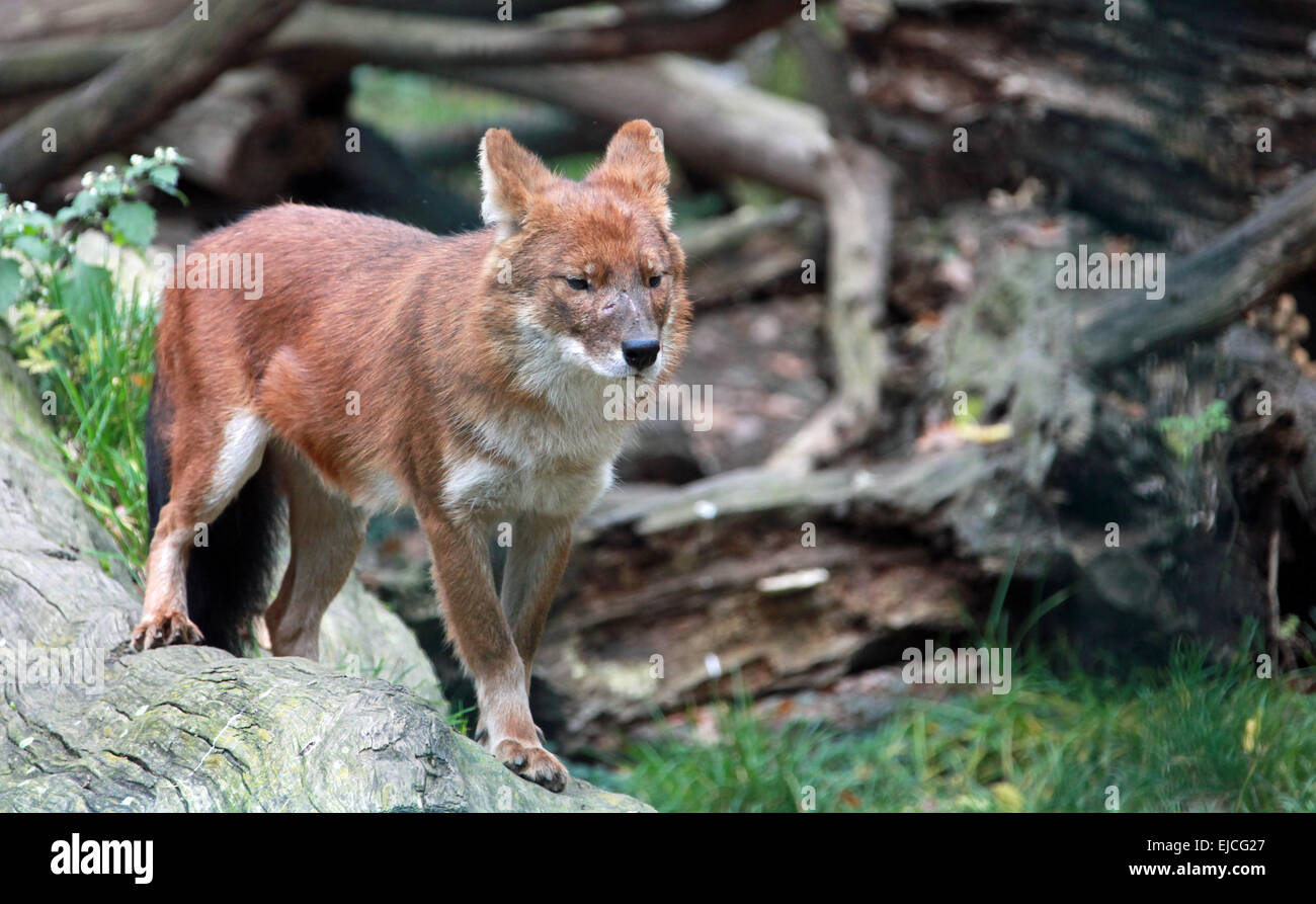 Dhole hi-res stock photography and images - Alamy