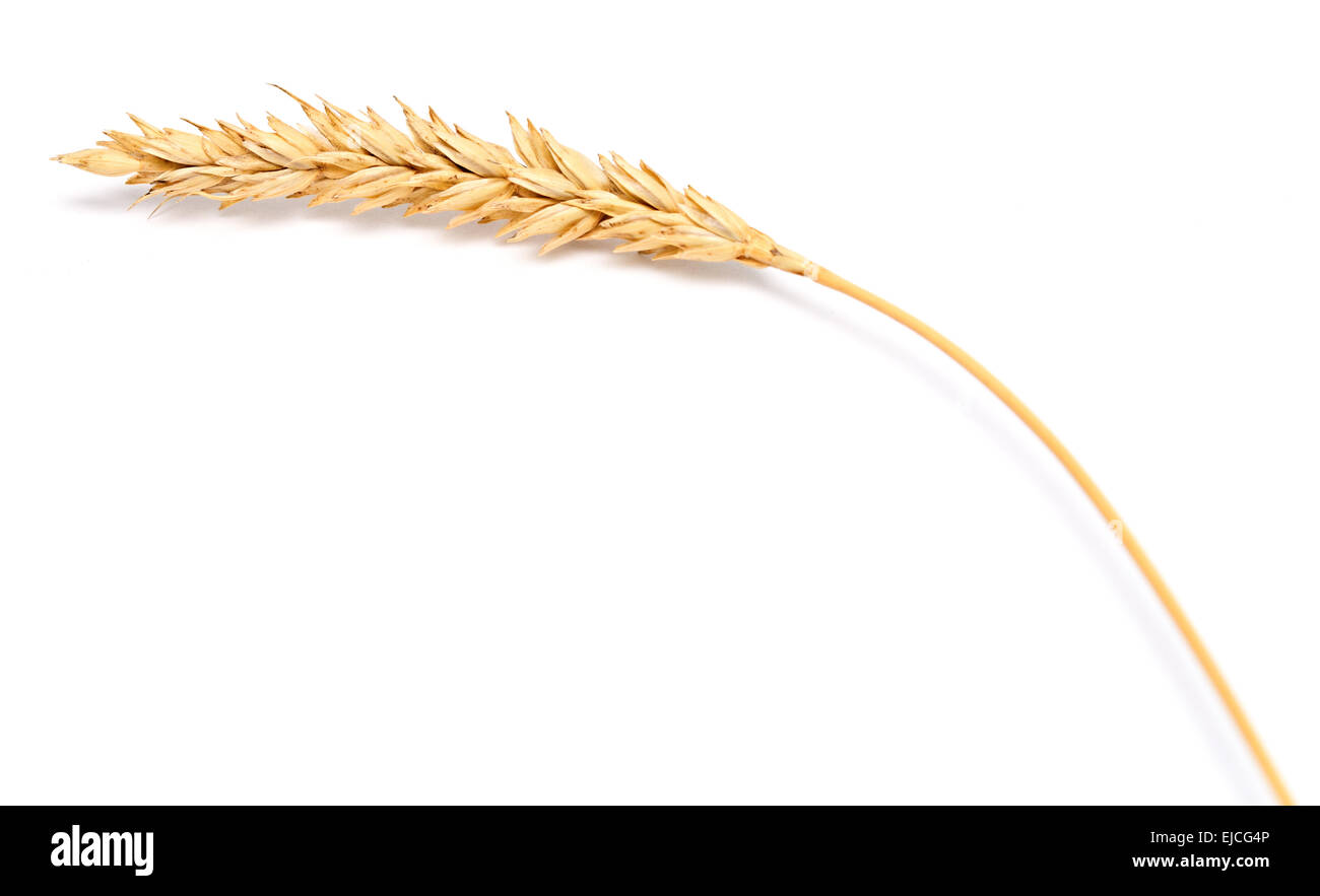 An ear of wheat hi-res stock photography and images - Alamy