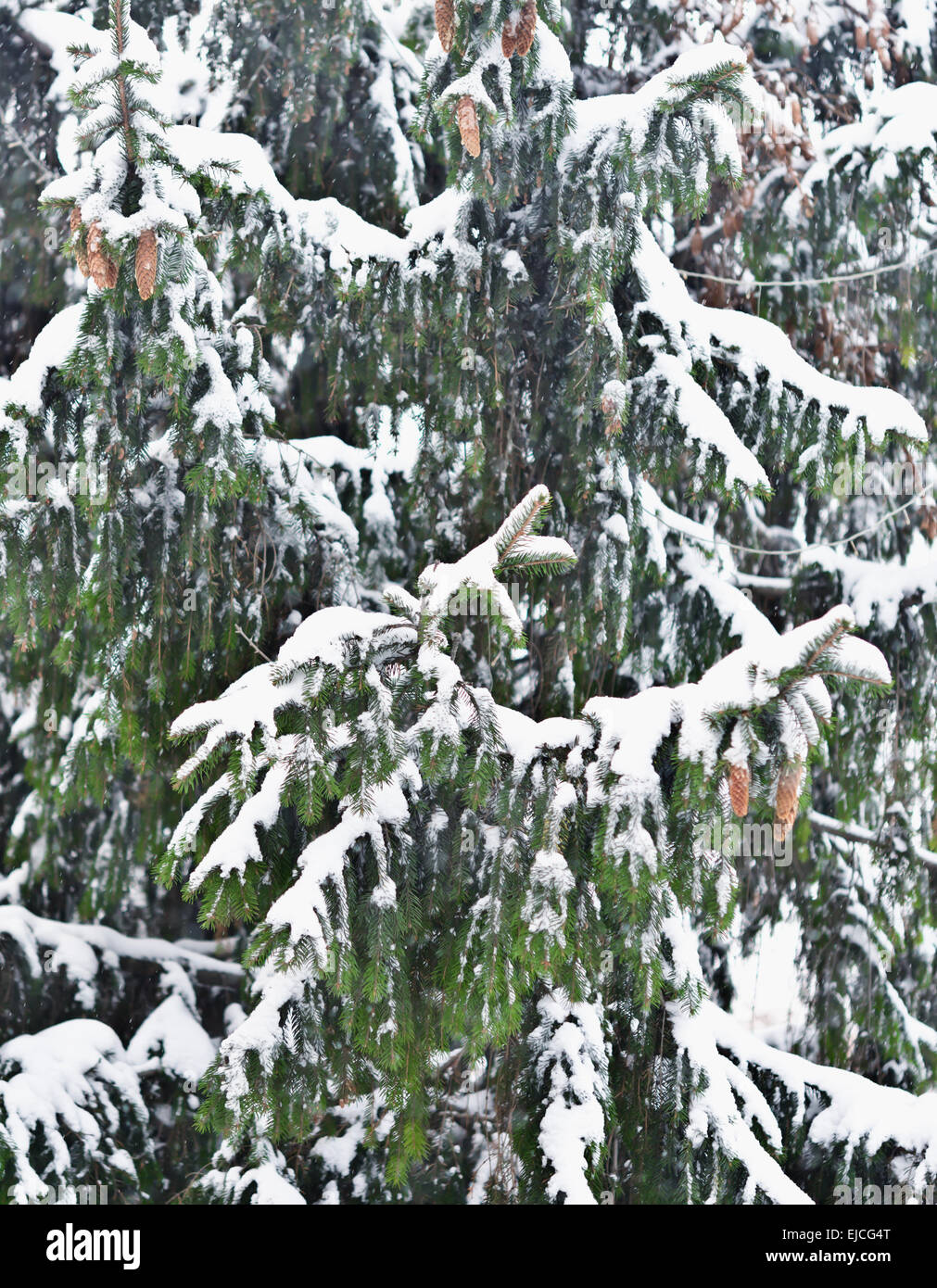 Soft pine tree hi-res stock photography and images - Alamy