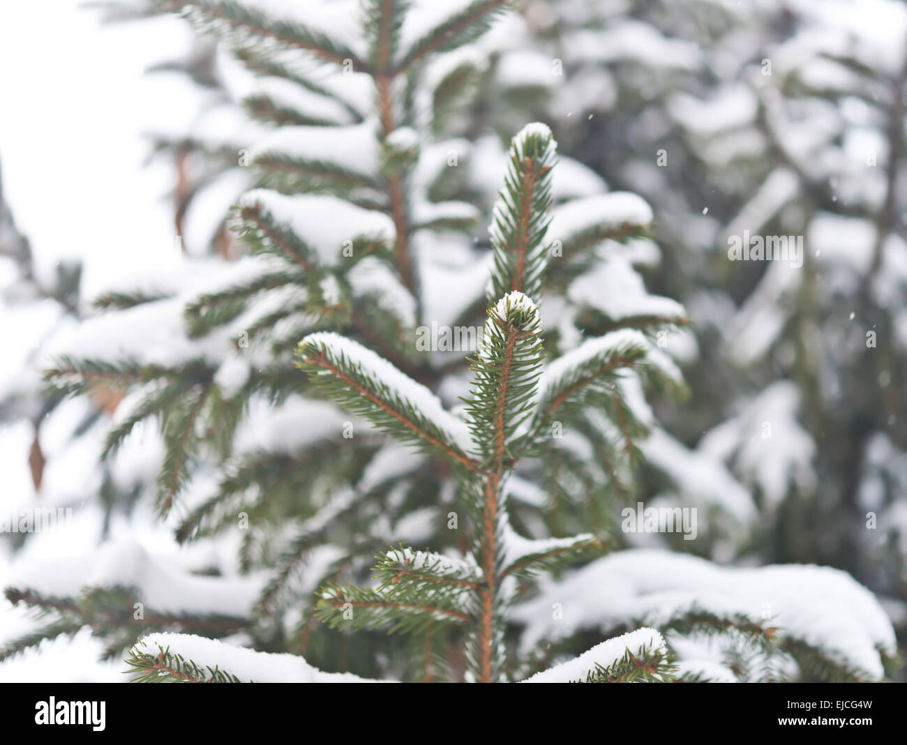 Tree white iso background hi-res stock photography and images - Alamy