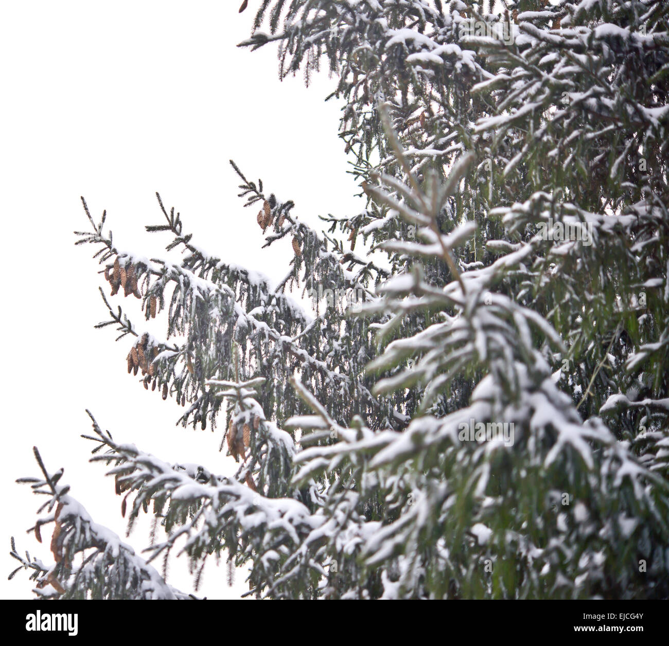 Tree white iso background hi-res stock photography and images - Alamy