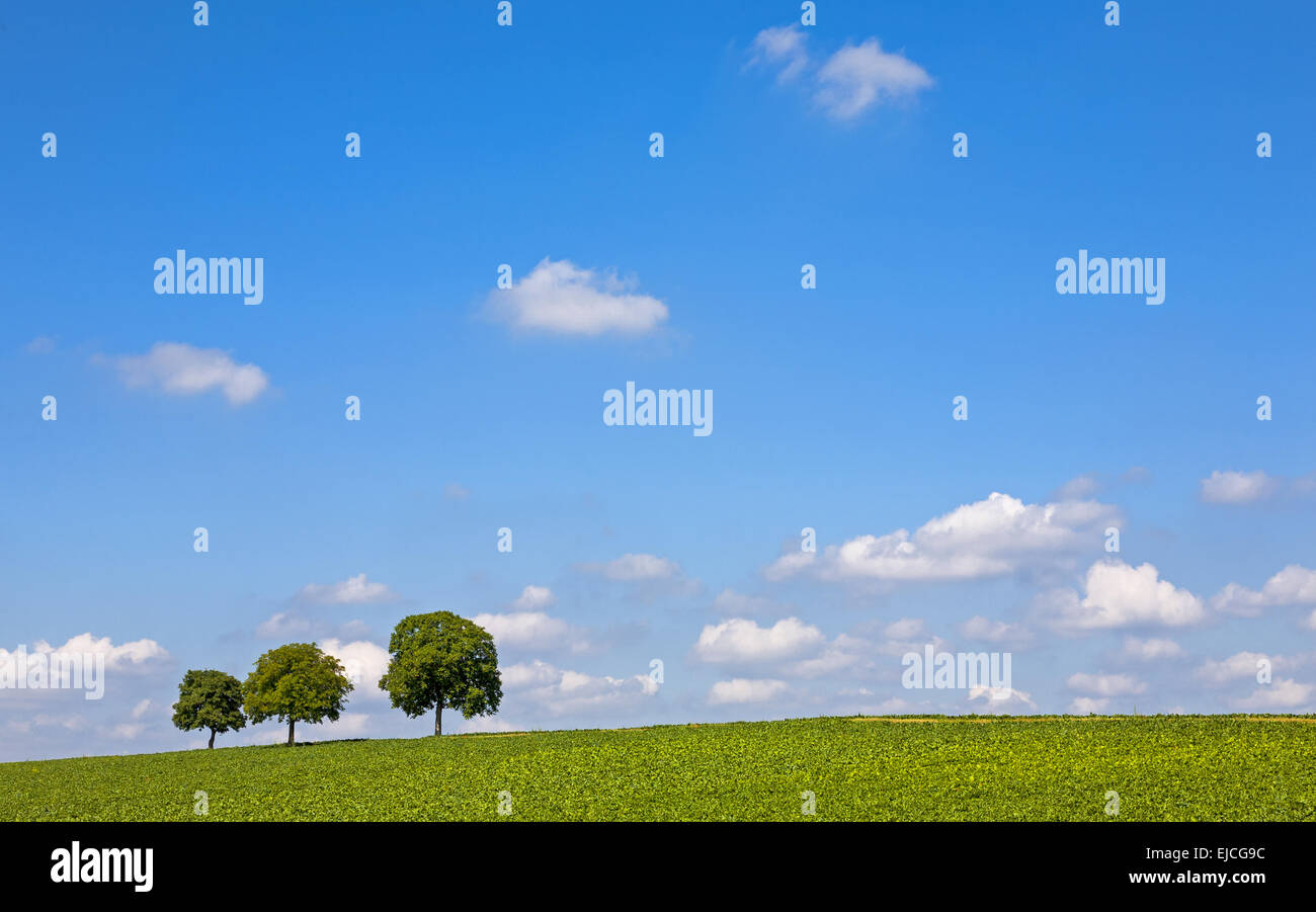 Three walnut trees Stock Photo - Alamy
