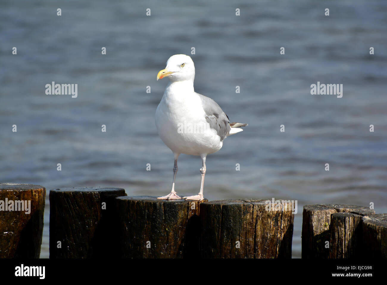 Tierwelt urlaub hi-res stock photography and images - Alamy