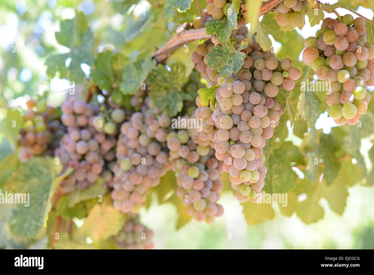 Grapes on the Vine Stock Photo - Alamy