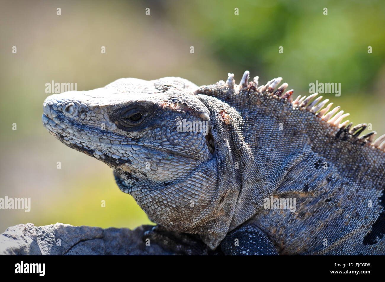 Iguana Close Up Stock Photo - Alamy