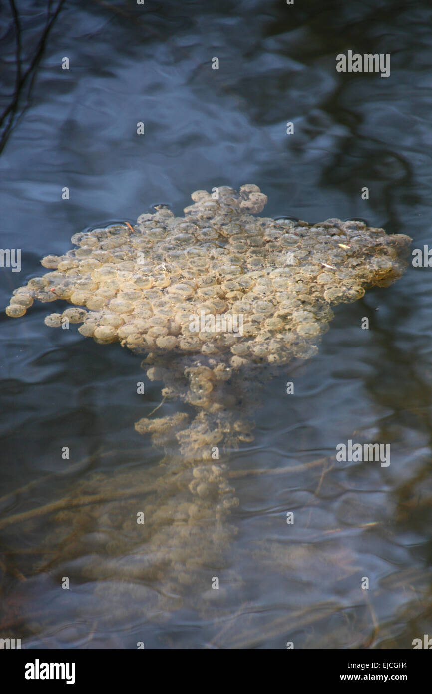 Froscheier hi-res stock photography and images - Alamy